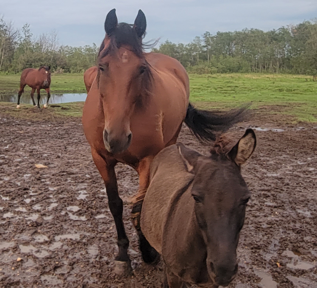 Braego – The Barefoot Ranch