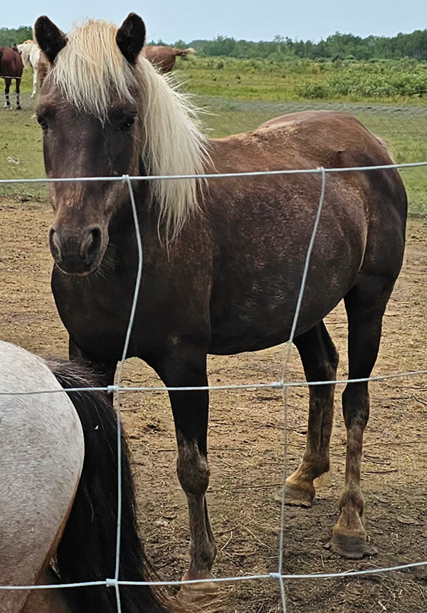 Bella – The Barefoot Ranch