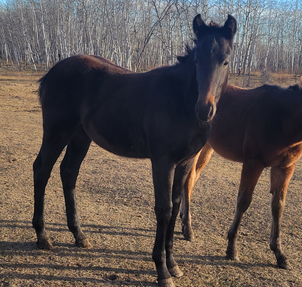 Blackjack – The Barefoot Ranch