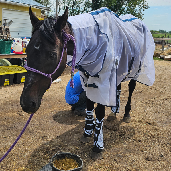 Joey – The Barefoot Ranch