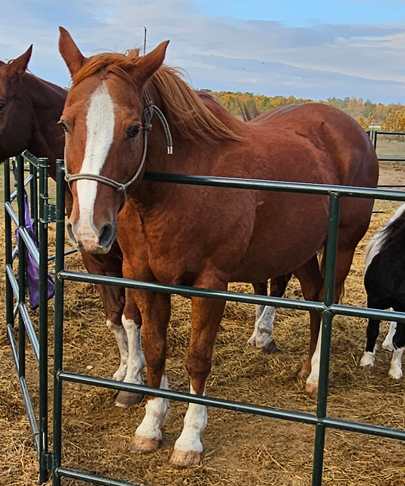 Doc – The Barefoot Ranch
